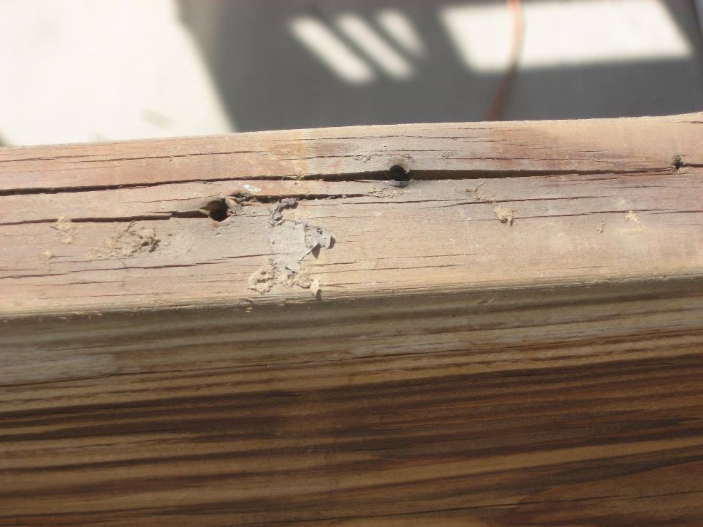 What is Wet & Dry Rot? Differences and Treatments - Trex Protect Joist ...
