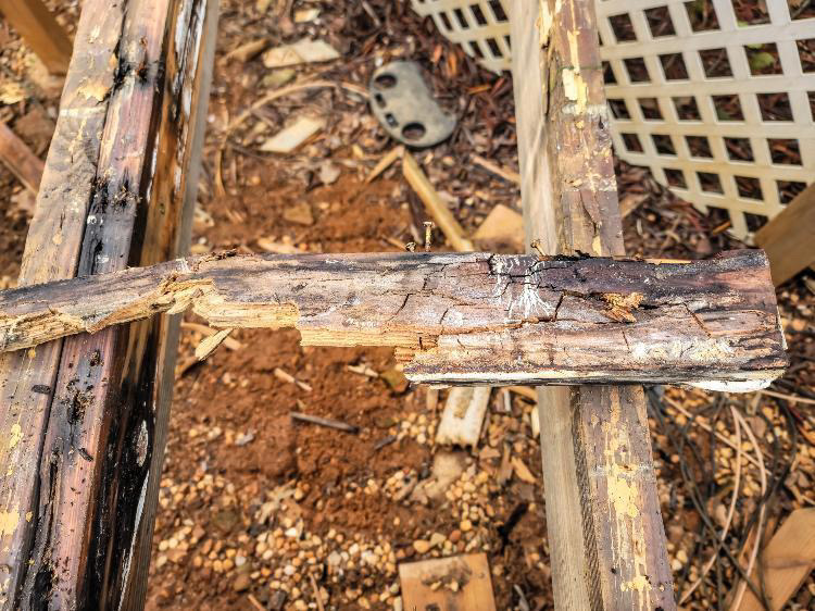 How to Identify Dry Rot: Signs and Treatment - Trex Protect Joist ...